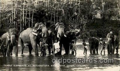 Katugastota River, Kandy Celon, Temple Elephants Unused | Topics ...