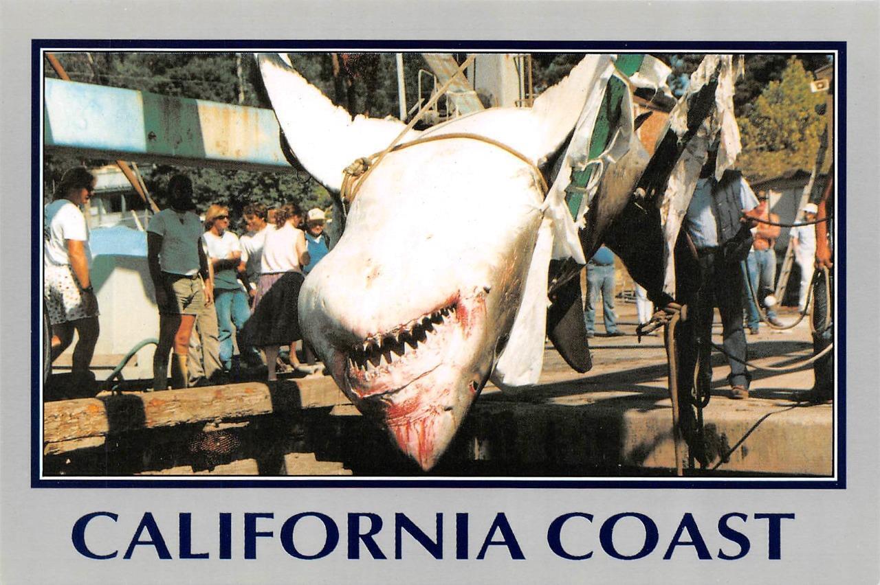 CA, California FEMALE GREAT WHITE SHARK Hanging On Dock 4X6 Fishing ...