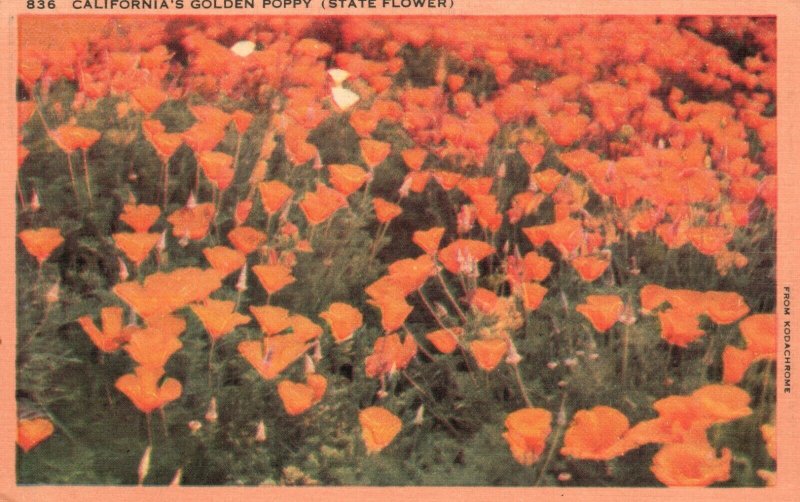 Vintage Postcard 1930's California's Golden Poppy State Flower Deep ... Vintage Postcard 1930's California's Golden Poppy State Flower Deep ...
