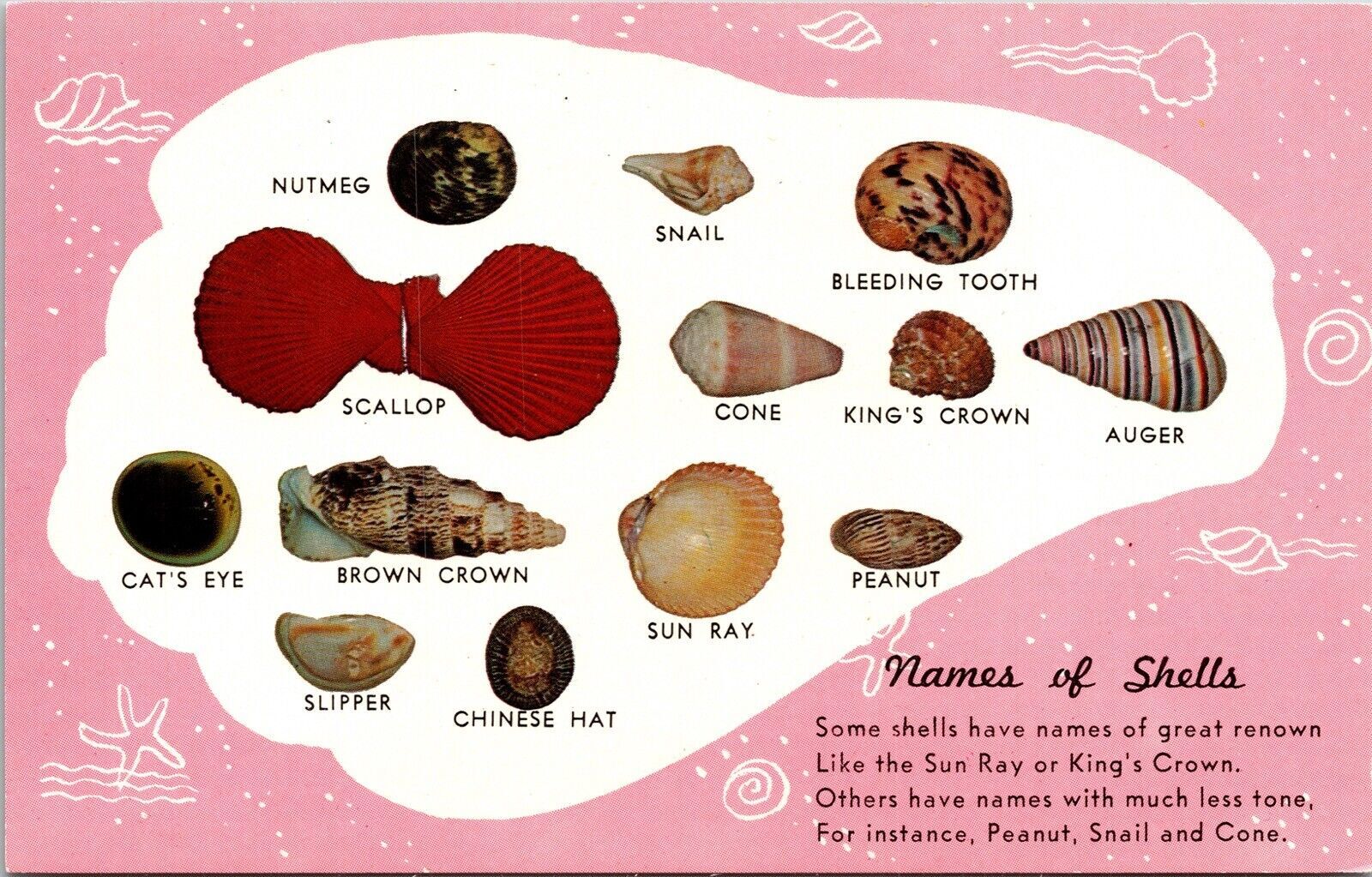 Sea Shells Collections Names & Appearance Chart Chrome Postcard ...