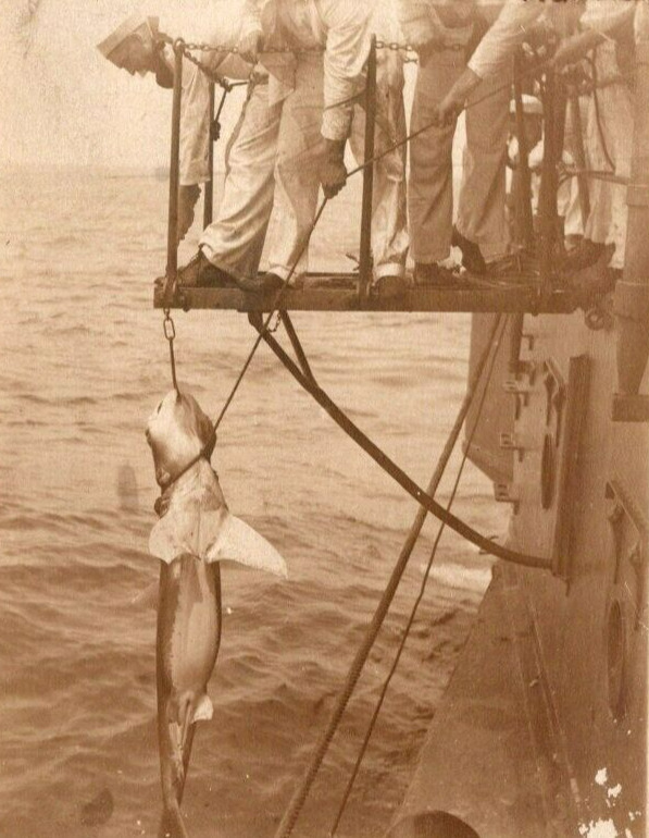 RPPC US Navy Sailors Fishing and Catching a Shark on Ship Postcard ...