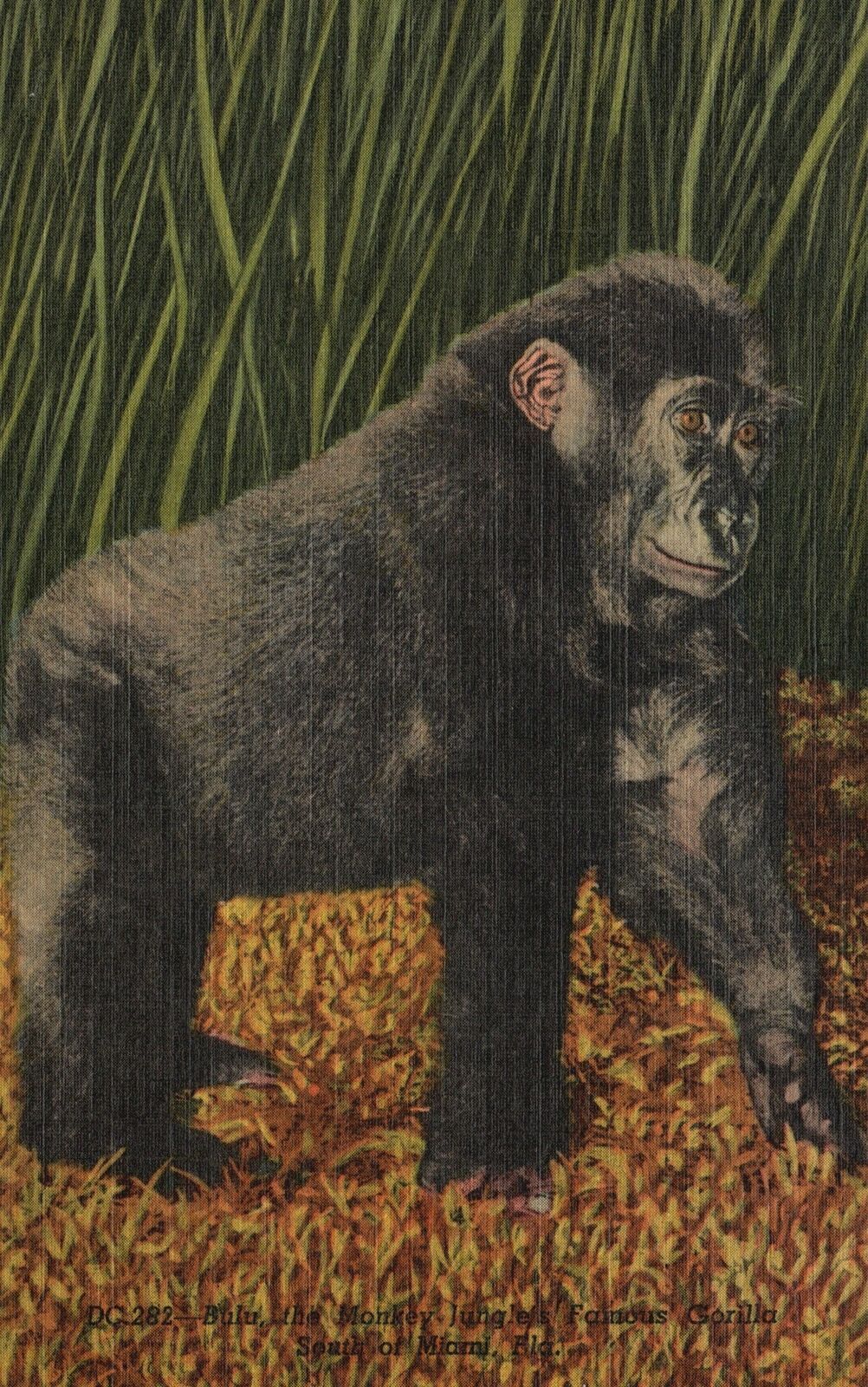 Vintage Postcard 1961 Bulu The Monkey Jungle's Famous Gorilla Miami ...