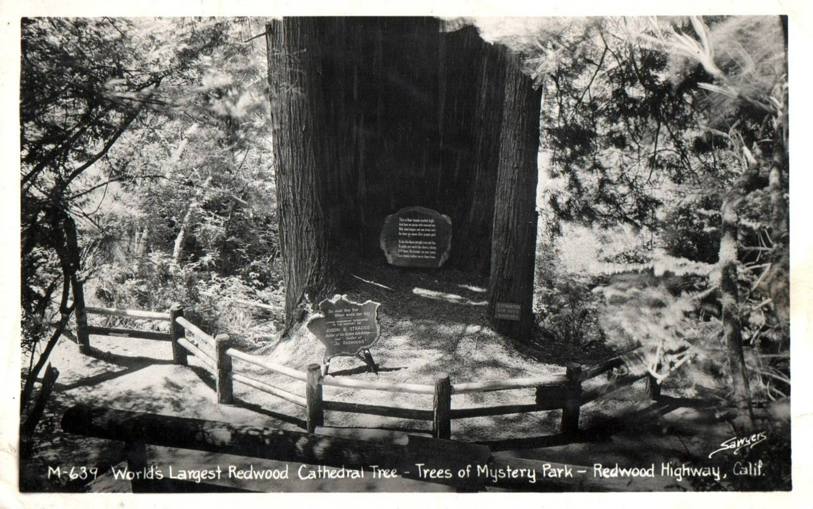 Redwood Cathedral Tree World's Largest Mystery Park California Postcard ...