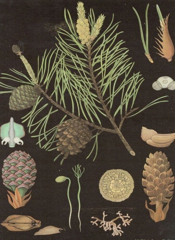 Pine Tree Evergreen Conifer Trees Old School Wall Chart Postcard ...