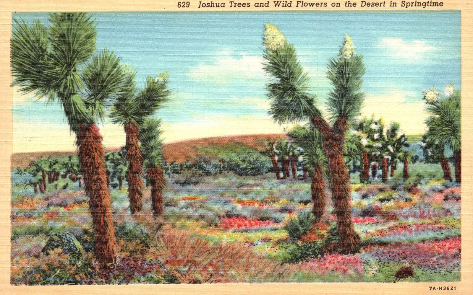 Vintage Postcard Joshua Trees & Wild Flowers on The Desert in ...