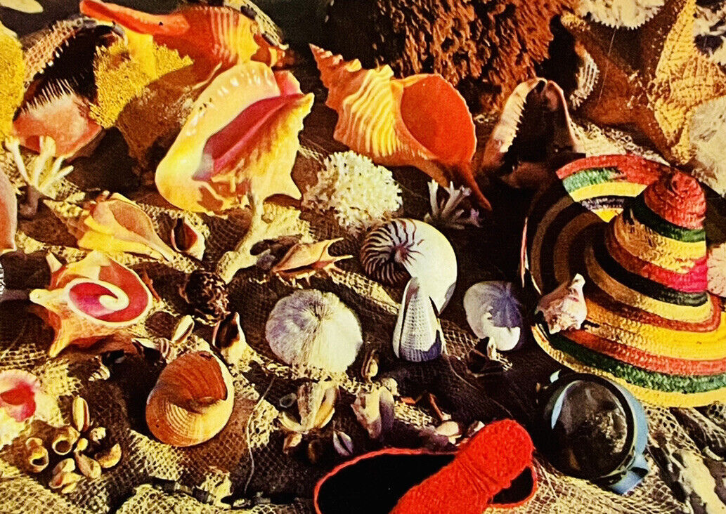 Vintage Post Card Florida Sea Shells Ceaseless Tide Beach Shoreline ...