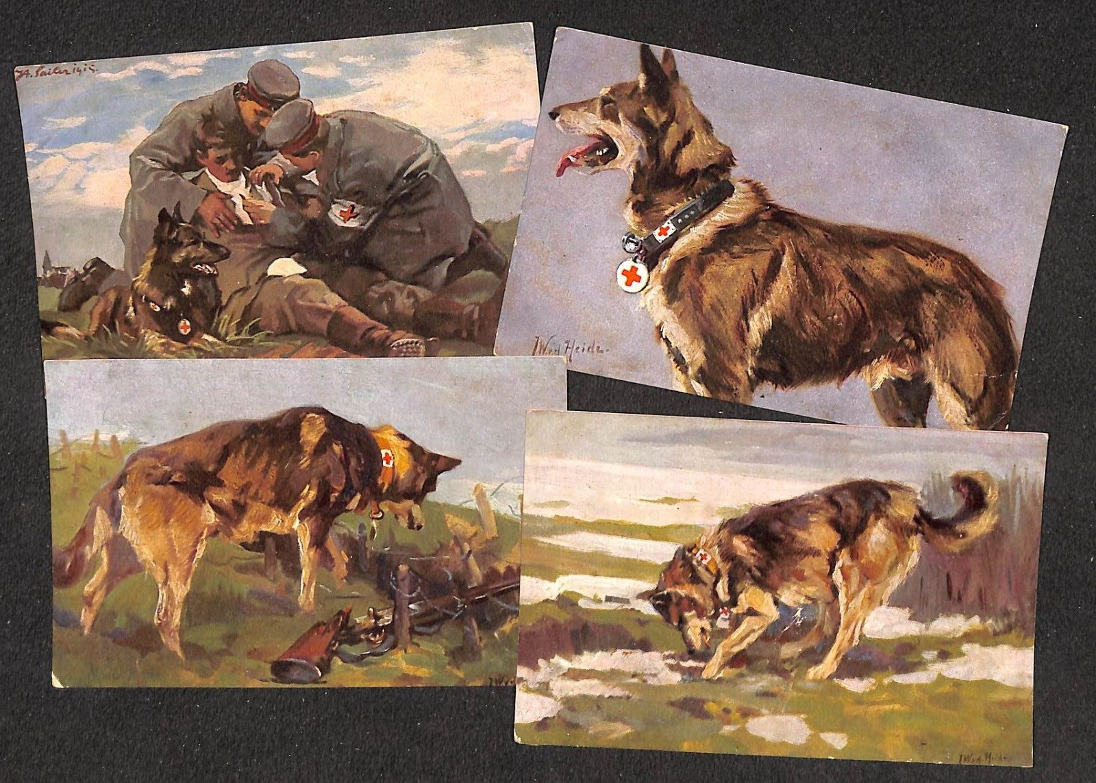 Medical dog in the field ww1 Red Cross military sanitary shepherd dog ...