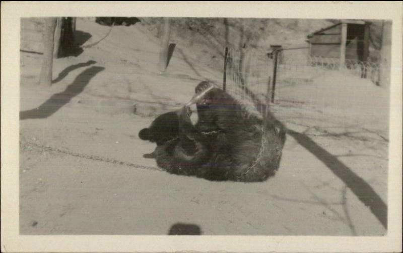 Captive Bear Chained Drinking From Bottle c1920s Real Photo Postcard ...