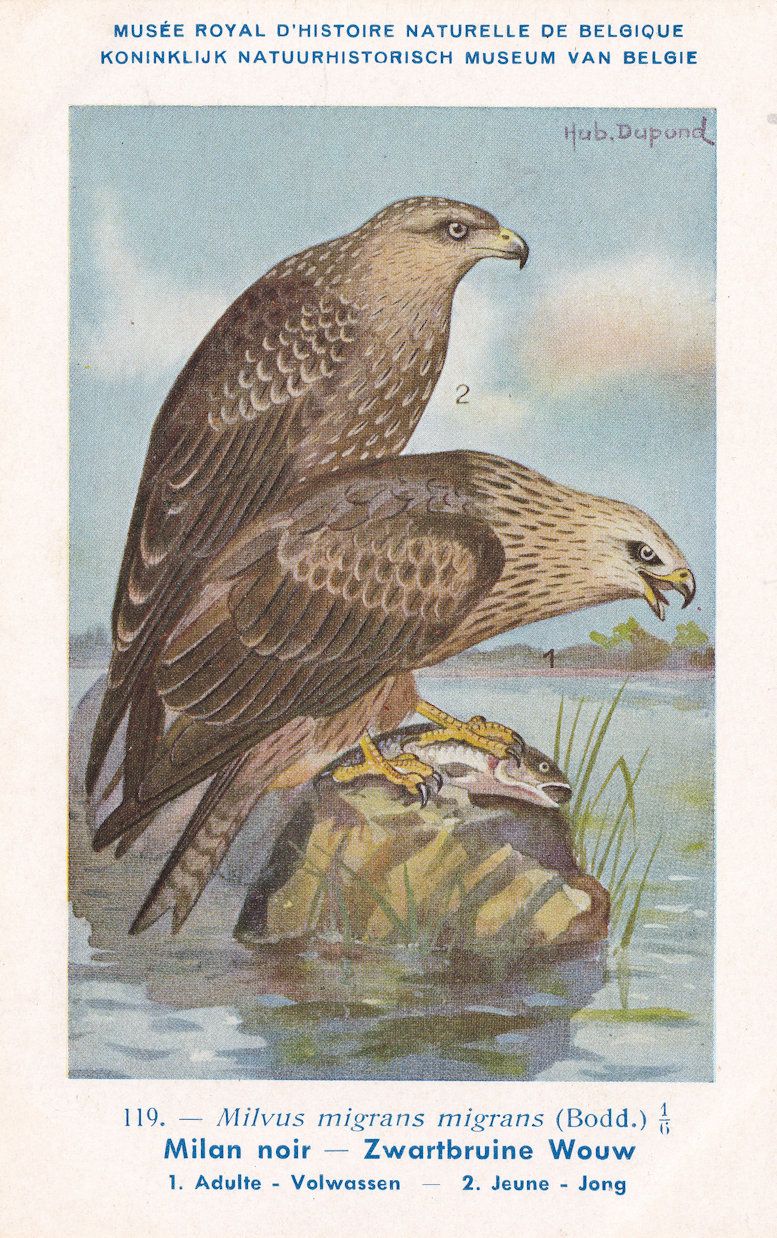 Milvus Migrans Black Kite WW2 Vintage Rare Bird Postcard | Topics ...