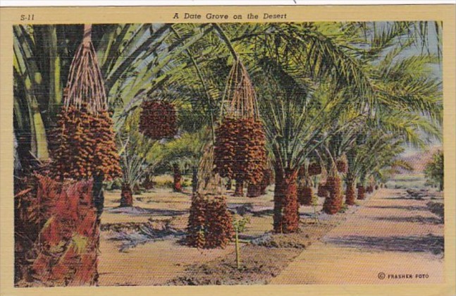 Arizona Date Palm Gardens Curteich | Topics - Flowers, Plants & Trees ...