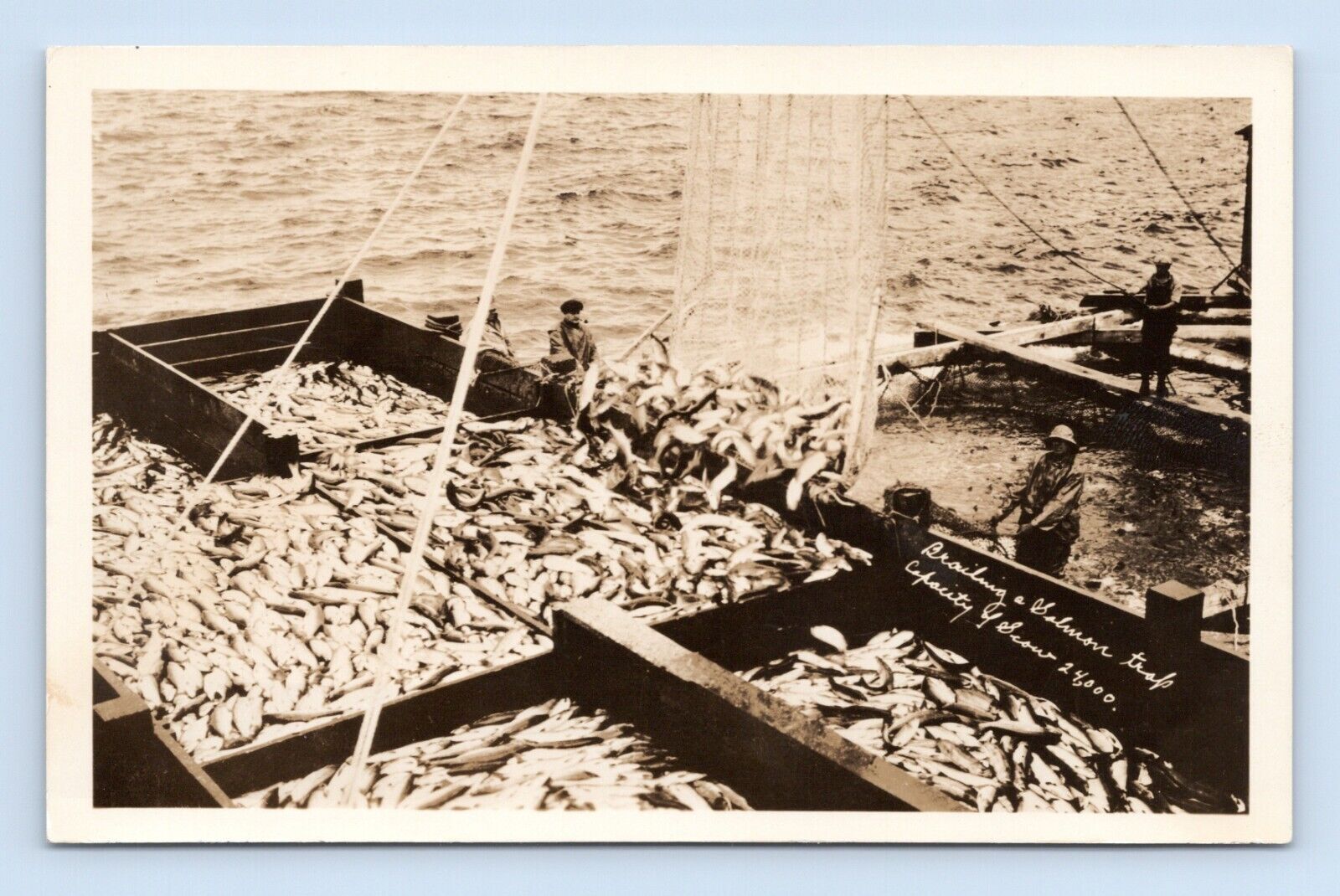 RPPC Schallerer Brailing Salmon Trap Ketchikan Alaska AK UNP Postcard ...