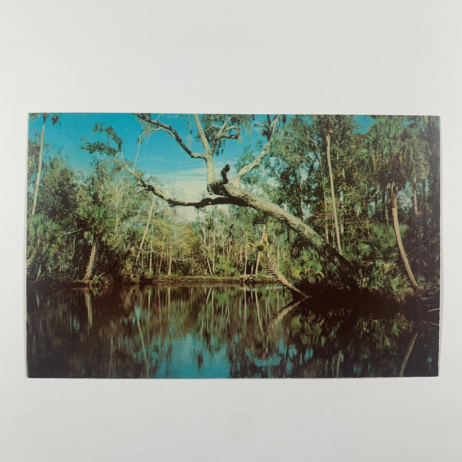 Postcard Florida Daytona Beach FL Tarzan Tree Tomoka River 1960s Chrome ...