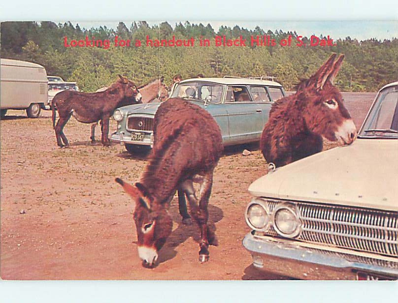 Pre-1980 WILD DONKEYS AT CUSTER STATE PARK Custer State Park SD hn3504 ...