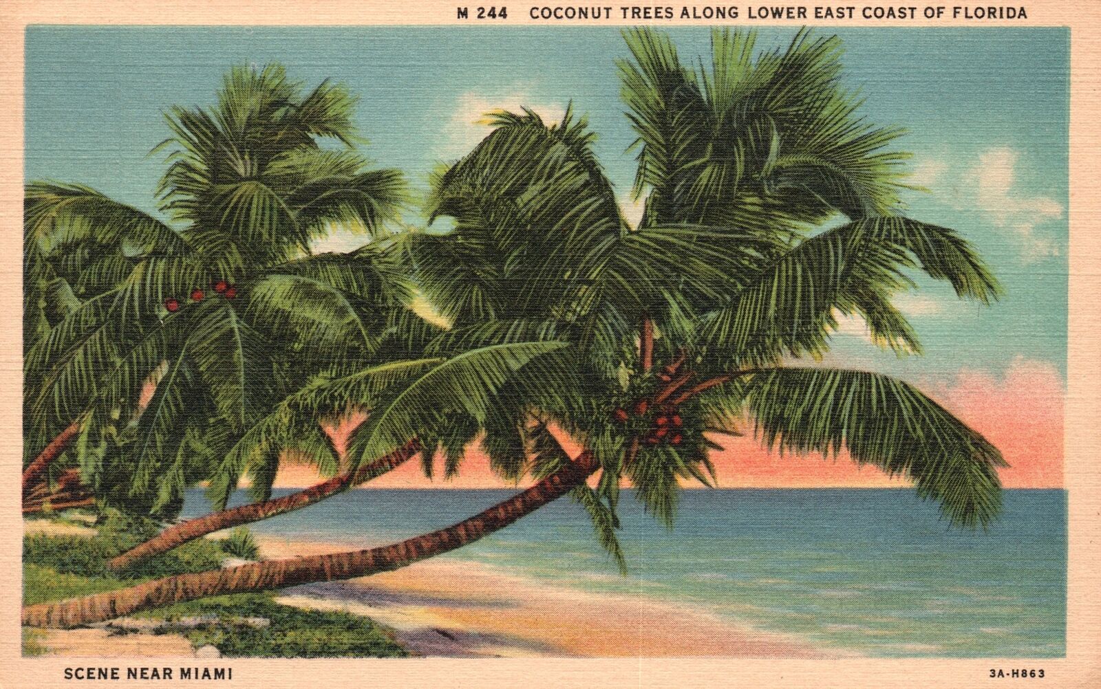 Vintage Postcard Coconut Trees Along Lower East Coast Beach Near Miami ...