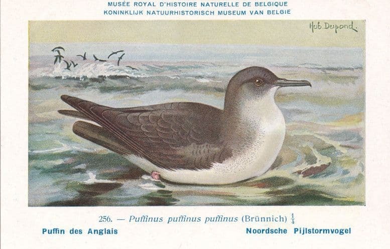 Manx Shearwater Puffinus Puffinus WW2 Bird Vintage Rare Postcard ...