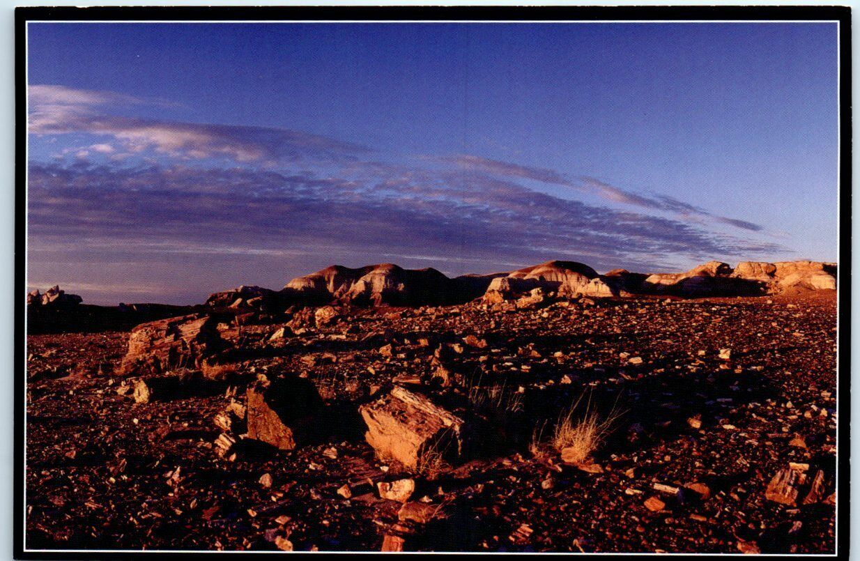 Postcard - Primitive conifers - Petrified Forest National Park, Arizona ...