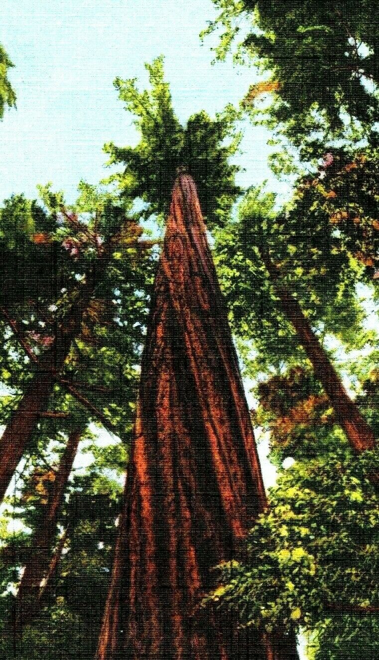 The Founders Tree Tallest Tree in the World Redwood Highway Vtg Linen ...