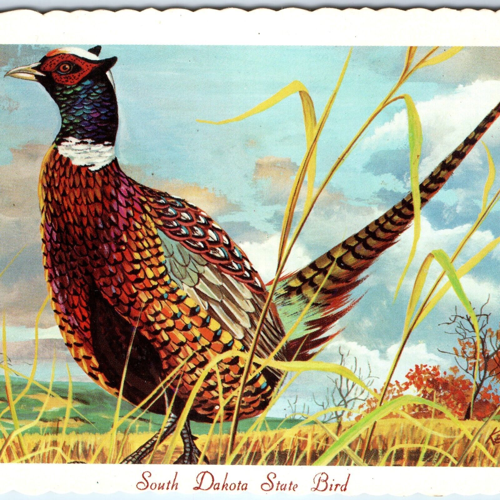 1966 SD South Dakota State Bird Chinese Ringneck Pheasant Ken Haag ...