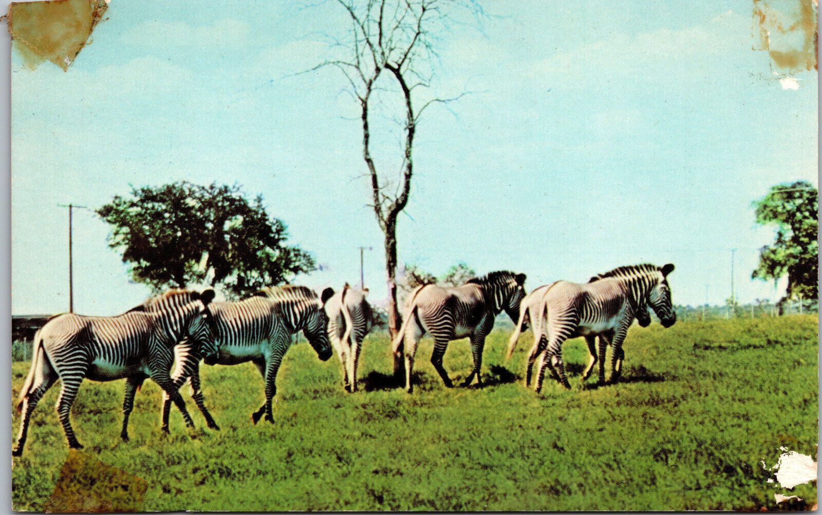 Tampa, Florida Busch Gardens,African Veld,Anheuser Buschs Budweiser ...