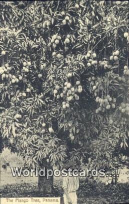 The Mango Tree Panama Panama Unused | Latin & South America - Central ...