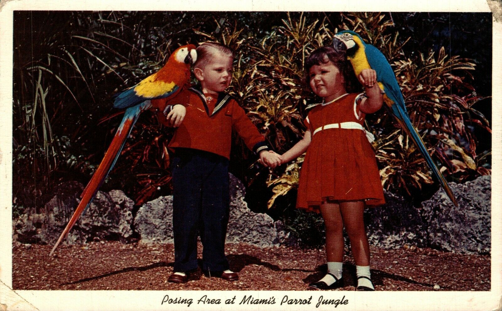 USA Parrots Pose With You Miami's Beautiful Parrot Jungle Chrome ...