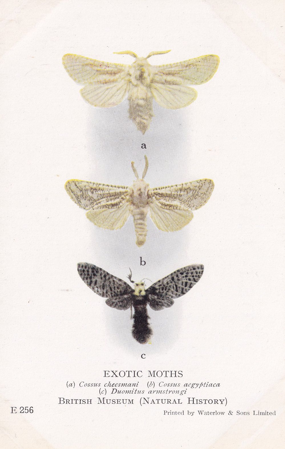 Cossus Cheesmani Aegyptiaca Cossidae Moth Family Exotic Moths Postcard ...