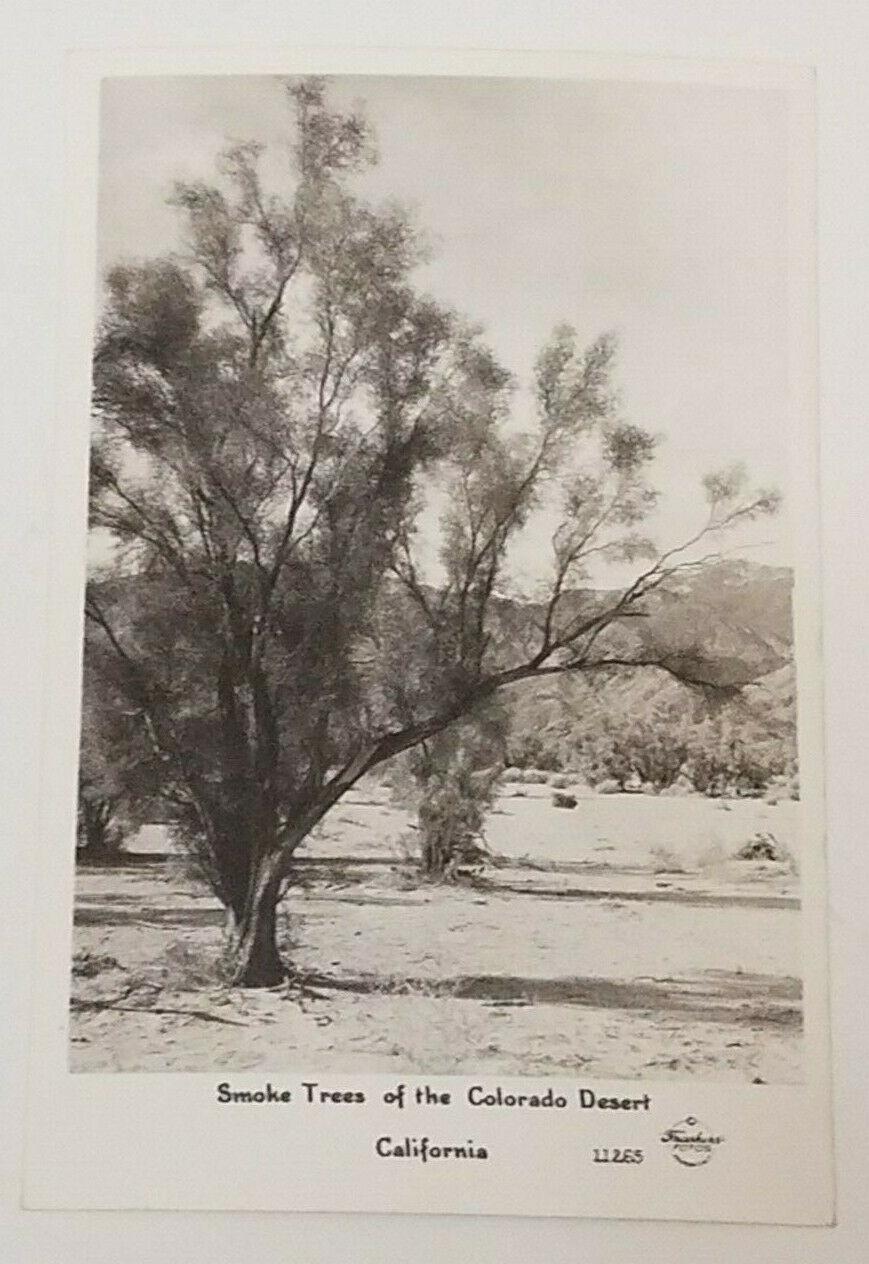 Vintage Real Photo Post Card RPPC Smoke Trees of Colorado Desert ...