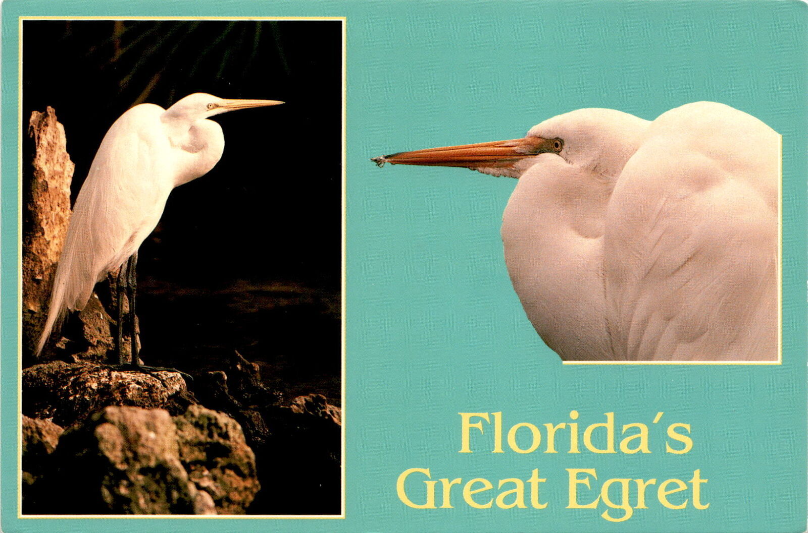 Florida, Great Egret, Lake Monroe, Buffalo Bill Cody, Camille Forman ...