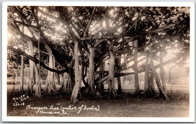 Banyan Tree (Native Of India) In Hawaii Giant Tropicl Tree Postcard ...