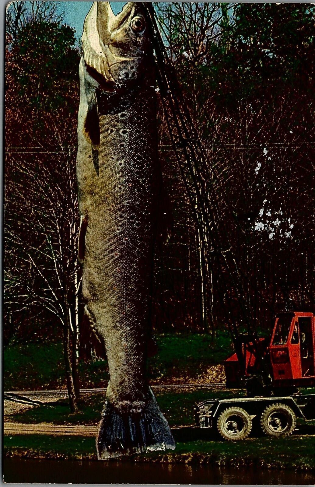 Vintage Comedic Crane Pulling in Huge Fish Exaggerated Postcard 36-24 ...