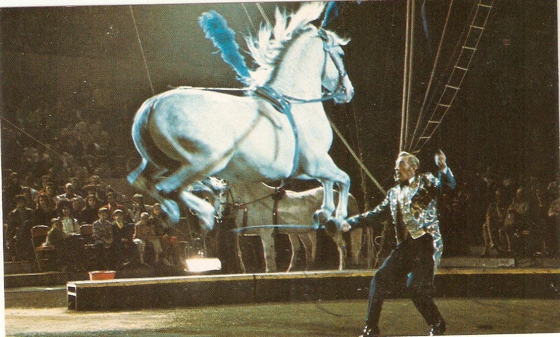 "Horse in Ringling Bros and Barnum & Bailey Circus" Nice PC. Standard ...