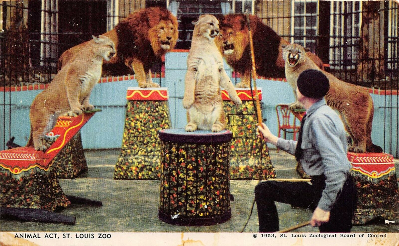 St. Louis Missouri 1953 Big Cat Lion Animal Act St. Louis ZOO | United ...