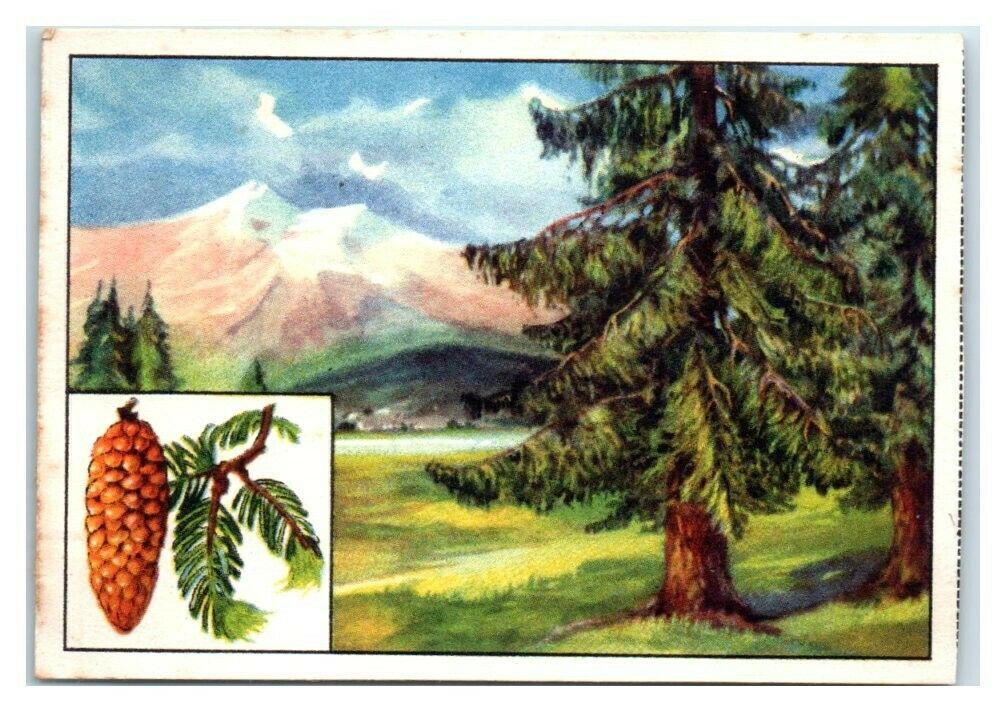 Fir, German Tree Species, Echte Wagner German Trade Card | Ephemera ...