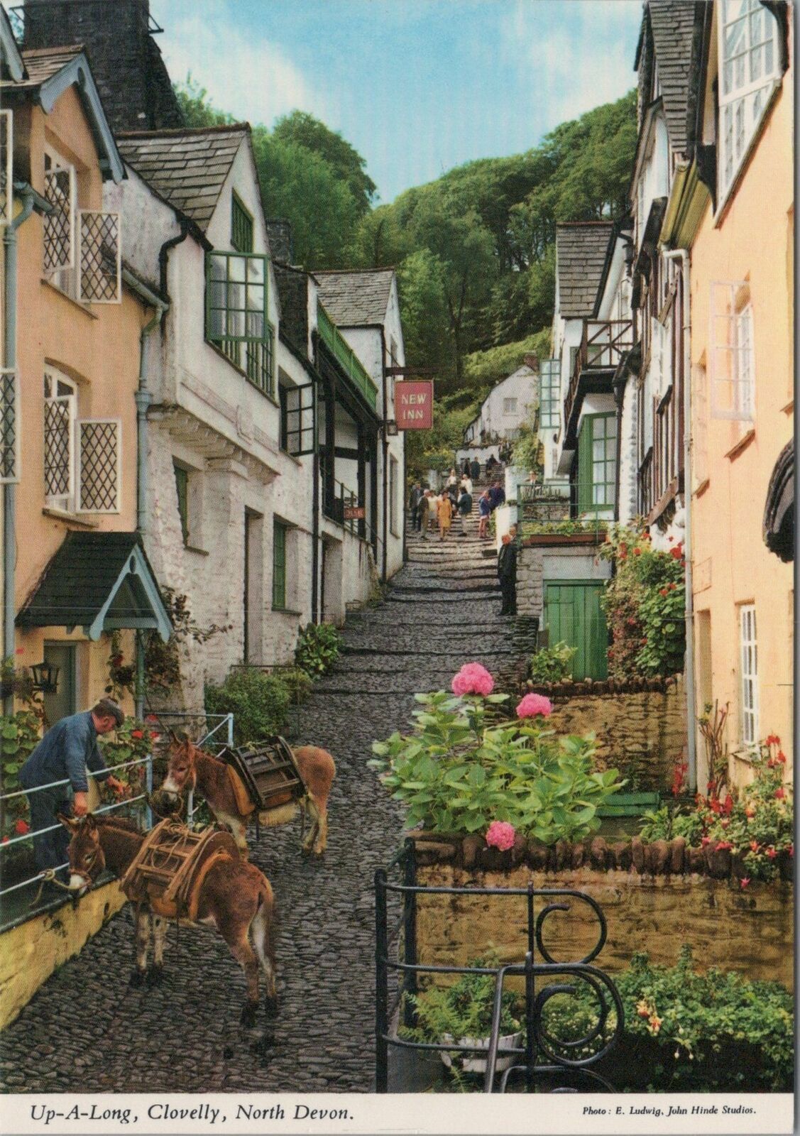 Devon Postcard - Donkeys, Up-A-Long, Clovelly, North Devon RR16629 ...