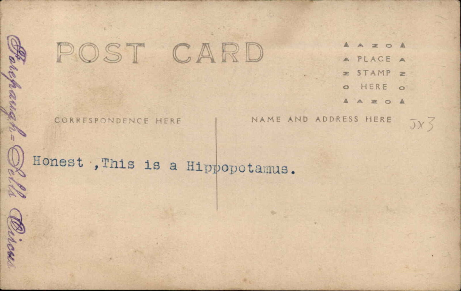 Caged Hippo Hippopotamus Forepaugh & Sells Circus c1910 Real Photo ...