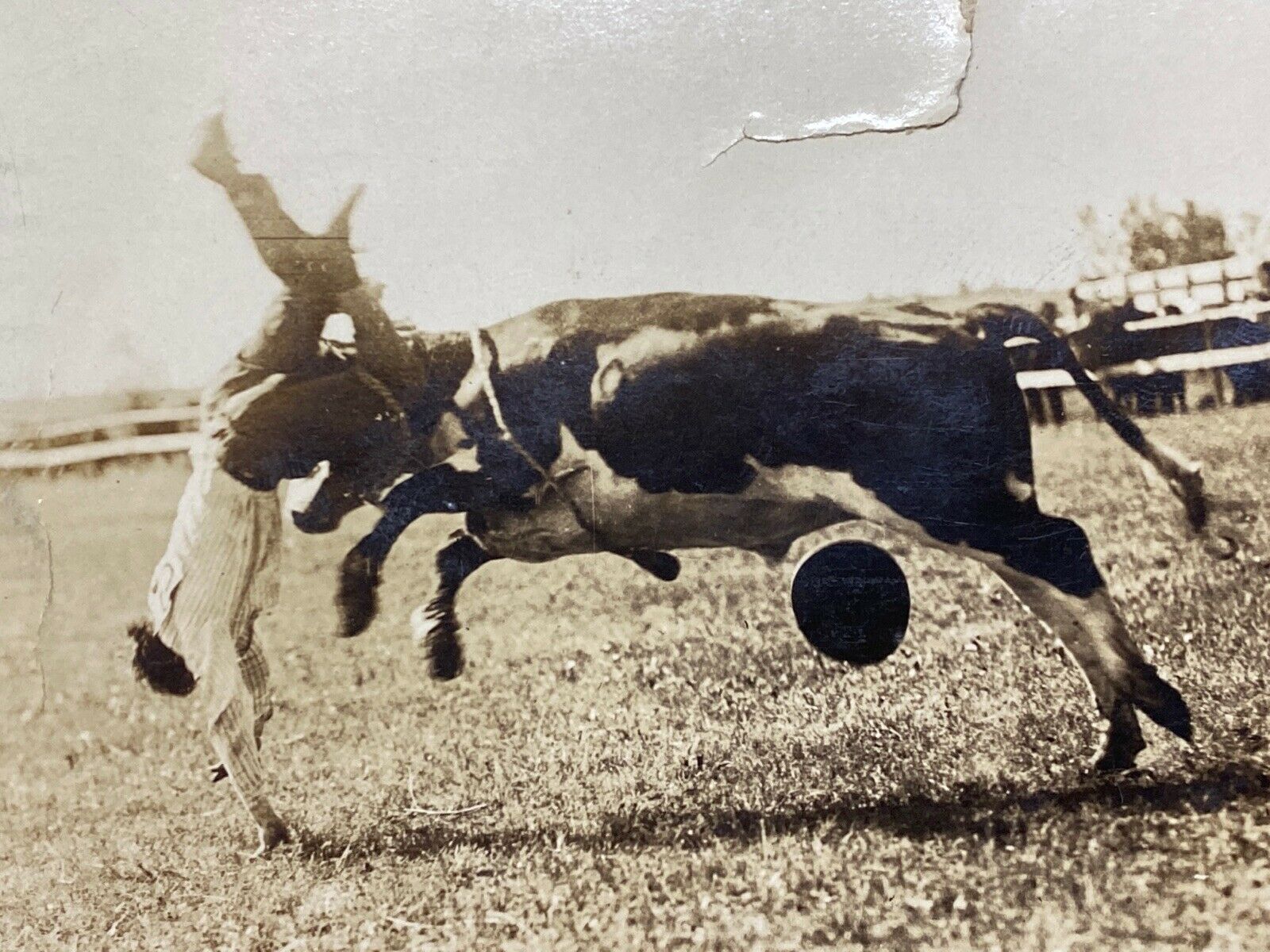 Vtg 1924 Charlie Ewalt Thrown Wild Steer Rodeo Belle Fourche SD ...