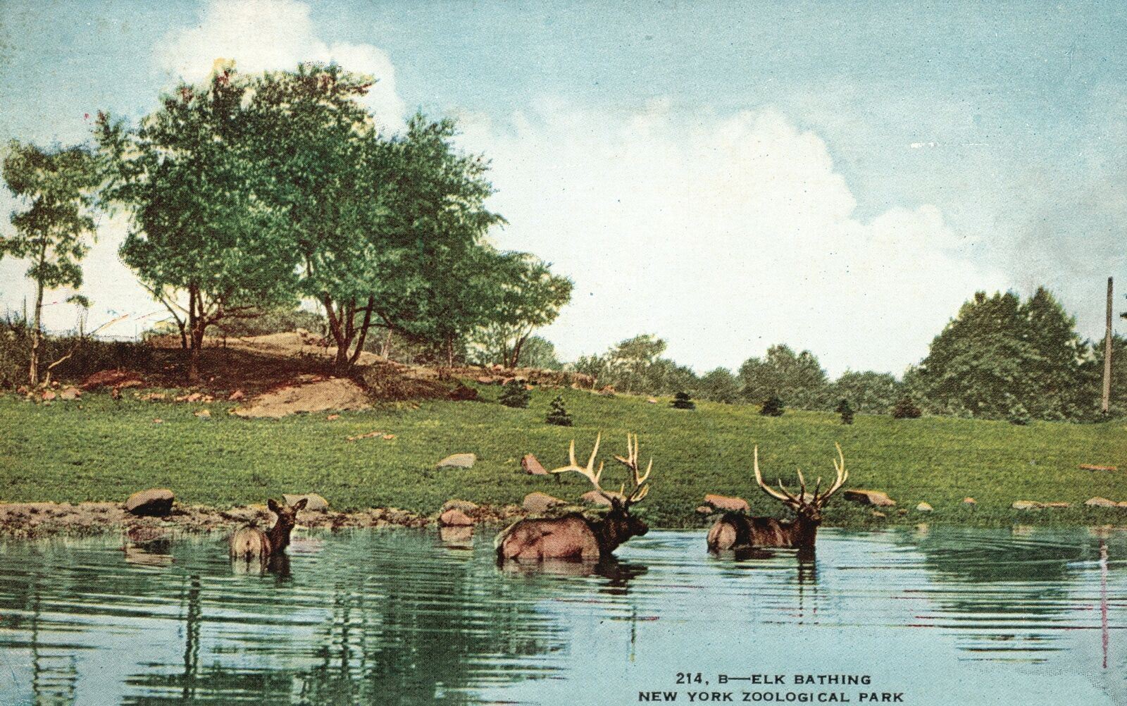 Vintage Postcard Elk Bathing Animals Habitat New York Zoological Park ...