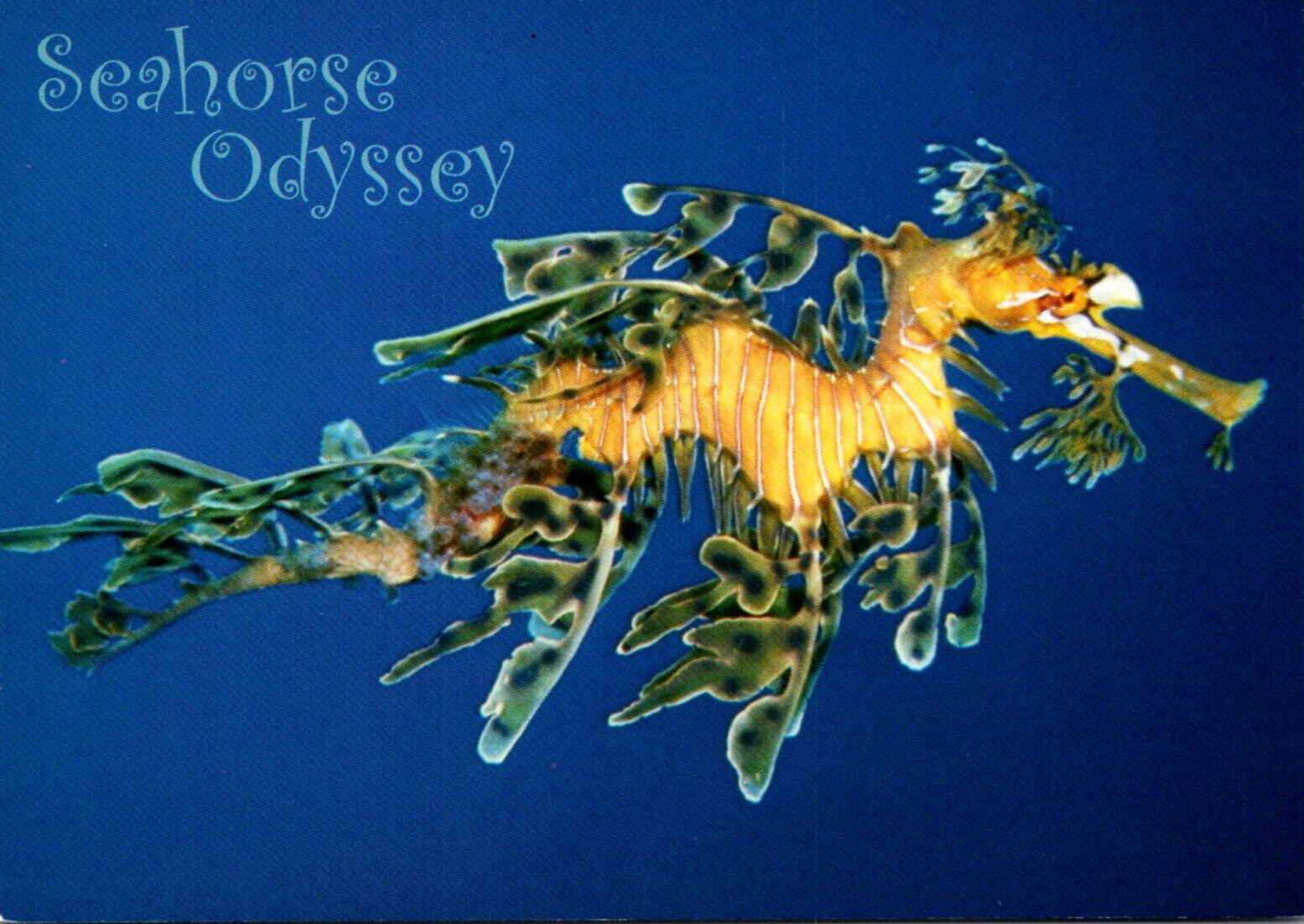 Seahorse Odyssey Leafy Sea Dragon Point Defiance Zoo & Aquarium Tacoma ...