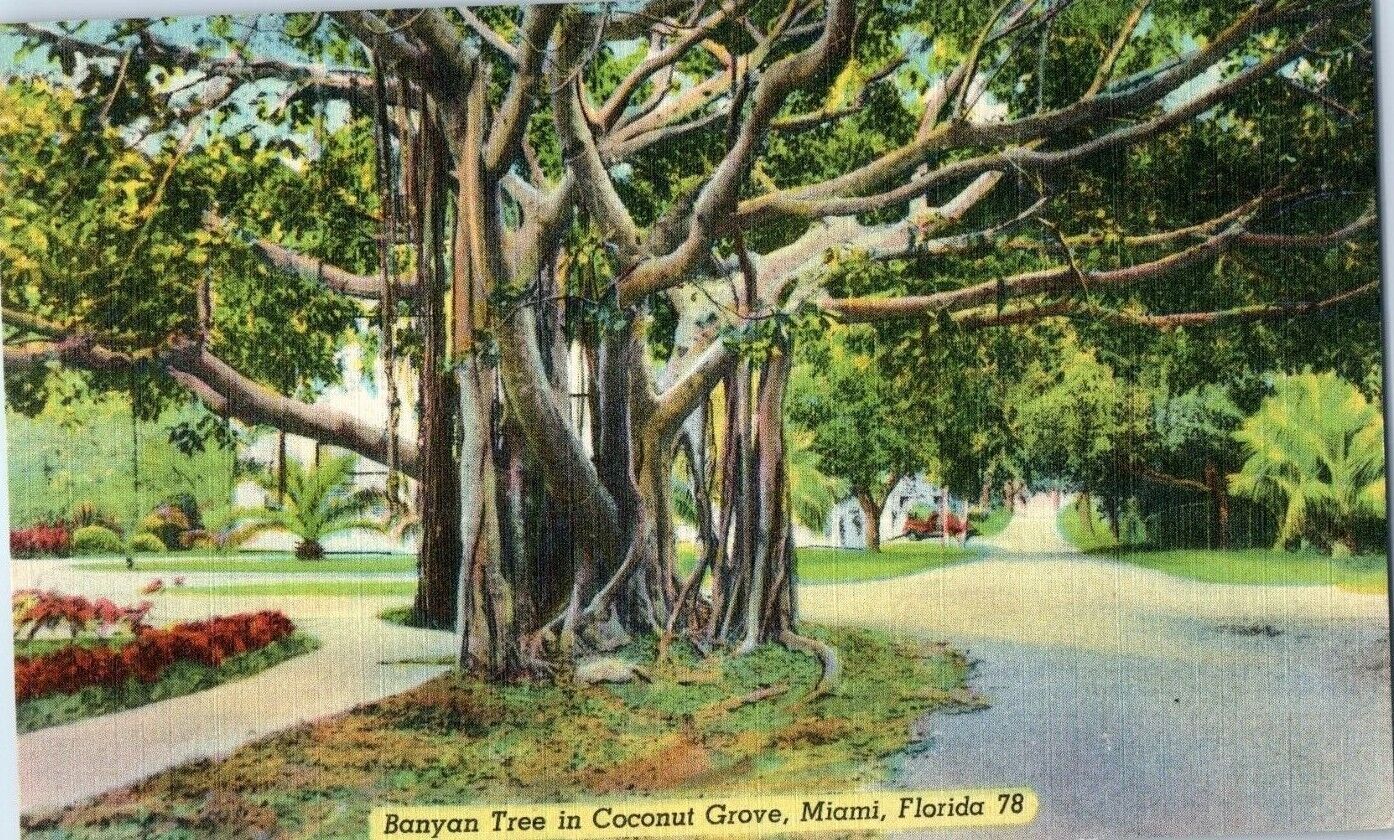 Banyan Tree in Coconut Grove Miami Florida Postcard | United States ...