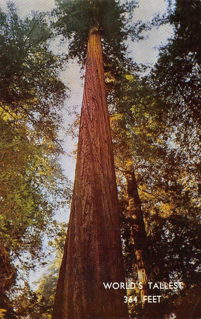 FOUNDERS TREE Weott, CA Humboldt Redwood Highway c1950s Vintage ...