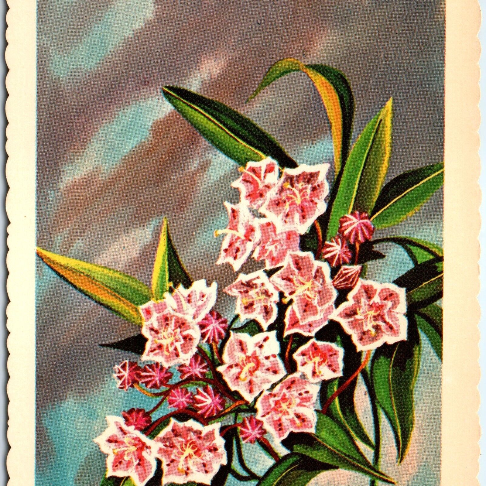 1966 PA Pennsylvania State Flower Mountain Laurel Pink Blooms Ken Haag ...