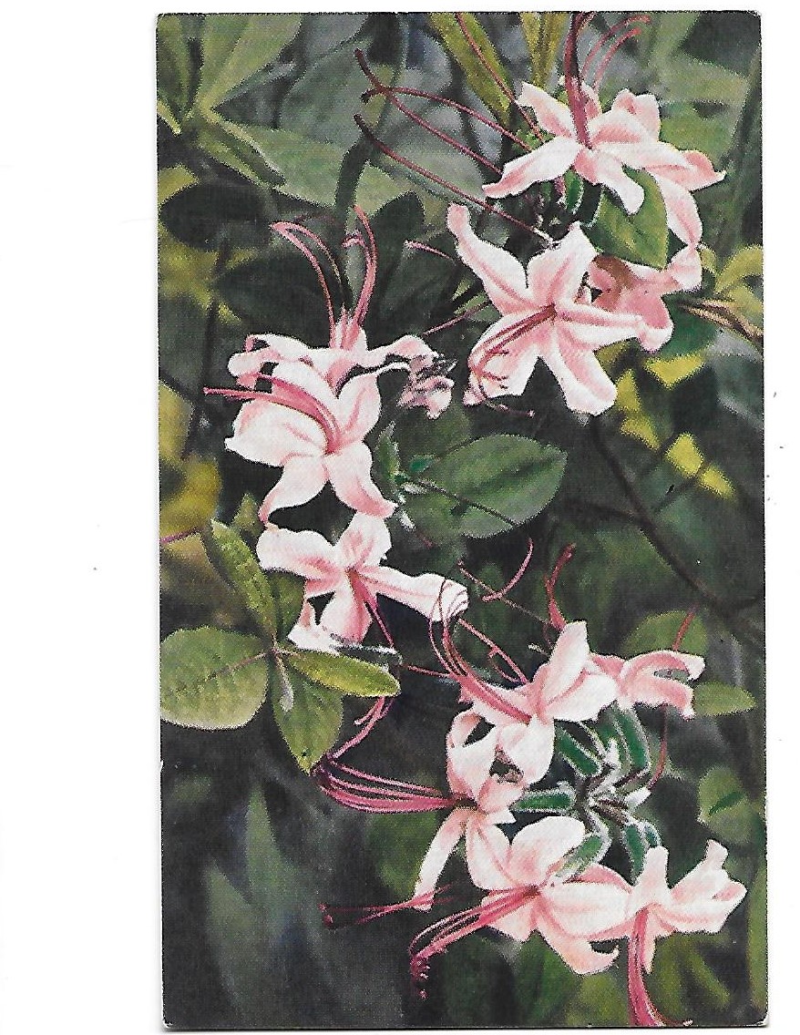 Azalea nudiflora Pinkster-Flower Part of a Garden 1932 Series C A ...