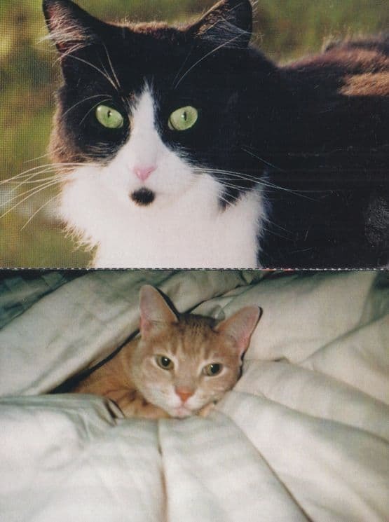 PDSA Cat Rescue Sleeping in Bed Under Pillow 2x Vintage 1970s Postcard ...