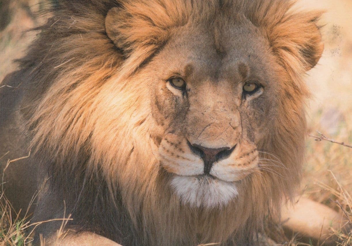 Proud Lion Giant Cat Smug King Manner German Comic Postcard | Topics ...