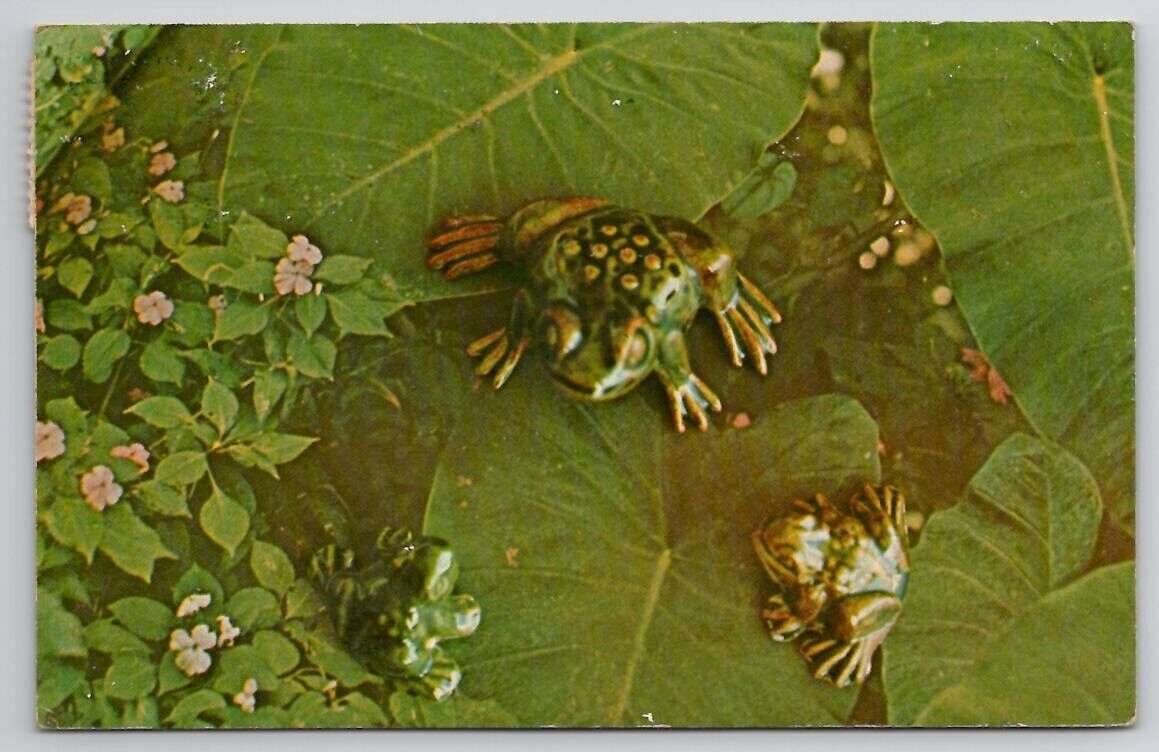 Coqui Puerto Rico Legendary Frog with Unique Ko Kee Sound Postcard C36 ...