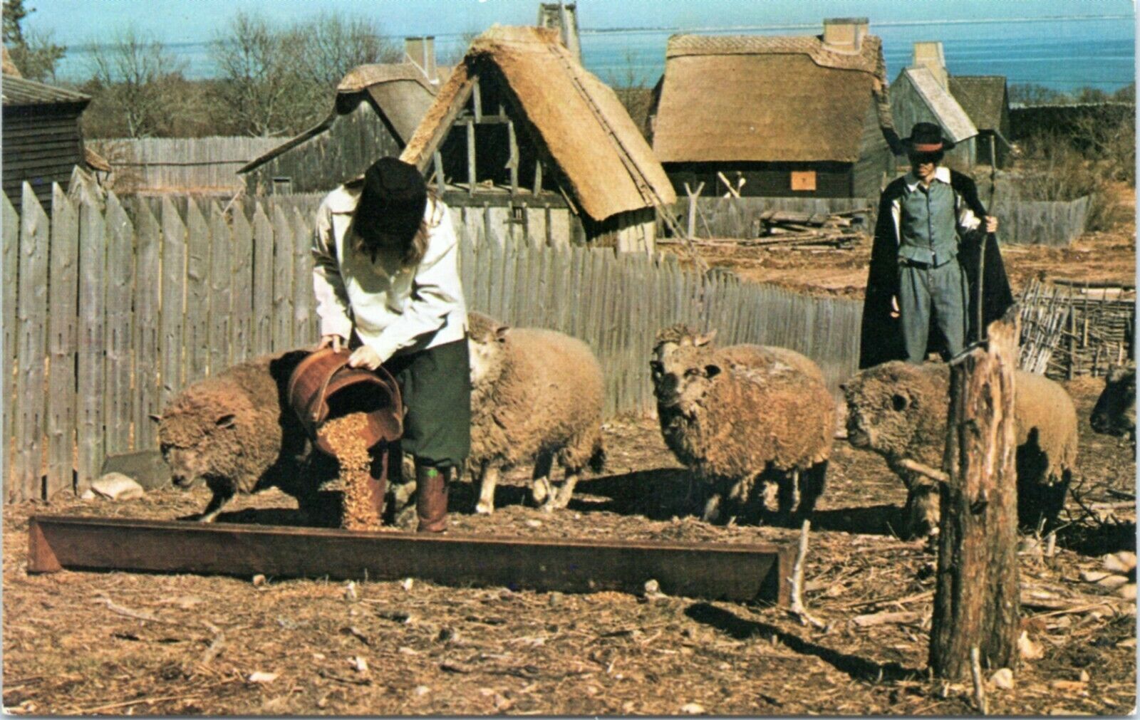 postcard MA - Feeding sheep at Plimoth Plantation, Plymouth Mass ...