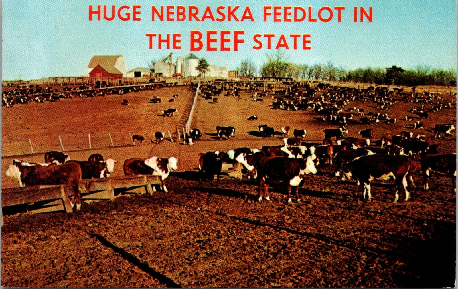 Nebraska - CATTLE FEEDLOT - COWS - BEEF STATE - COLOR PHOTO Postcard ...