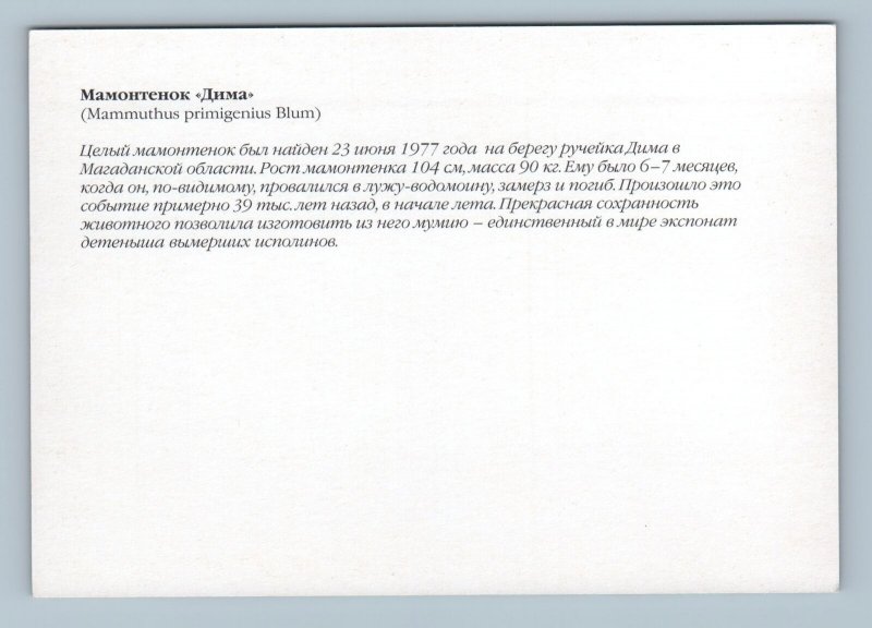 2004 MAMMOTH Kid DIMA PREHISTORIC ANIMAL Paleontology Zoo museum ...