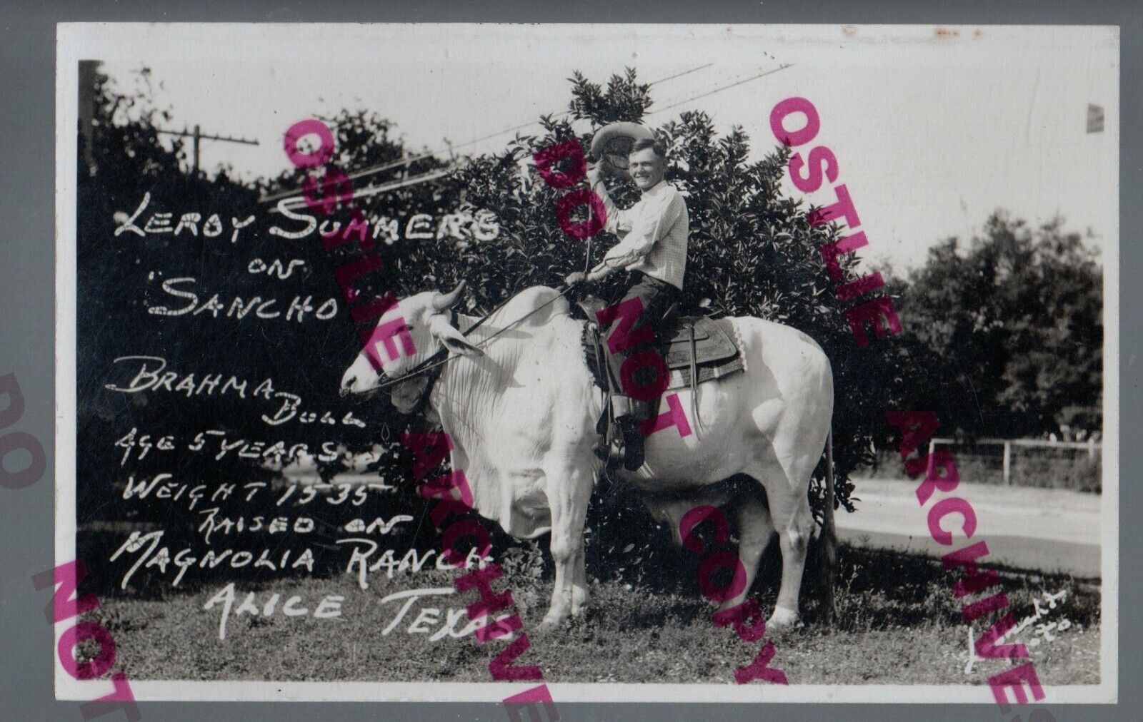 Alice TEXAS RPPC c1930 GIANT BRAHMA BULL Sancho COWBOY RIDING Magnolia ...