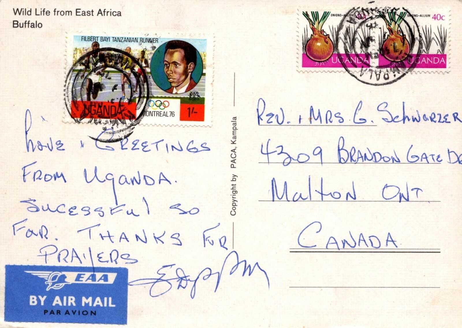 Vintage Continental Size Postcard Buffalo Wild Life From East Africa ...